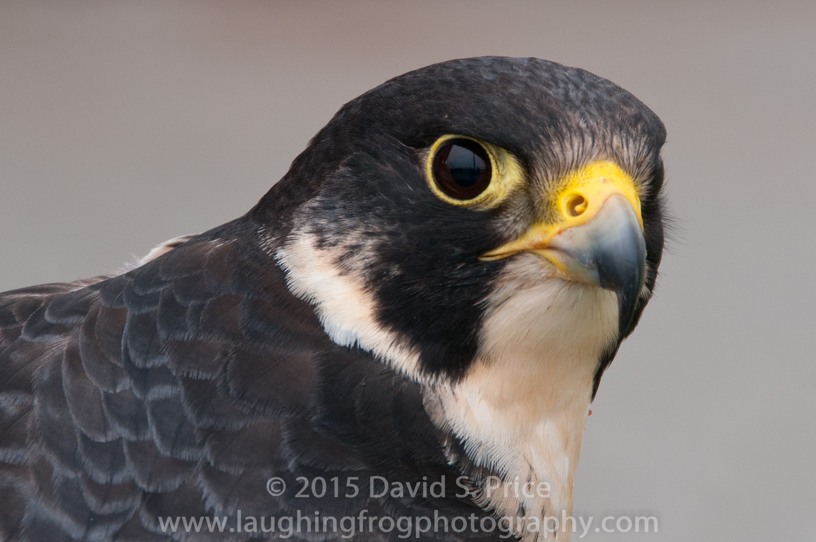 peregrinefalcon,pegne,pegne(第2页)_大山谷图库